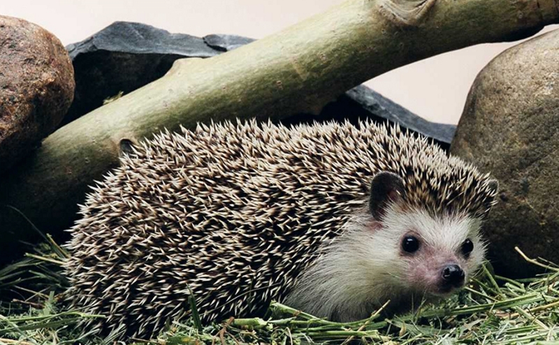 African Pygmy Hedgehog :: City of Edmonton