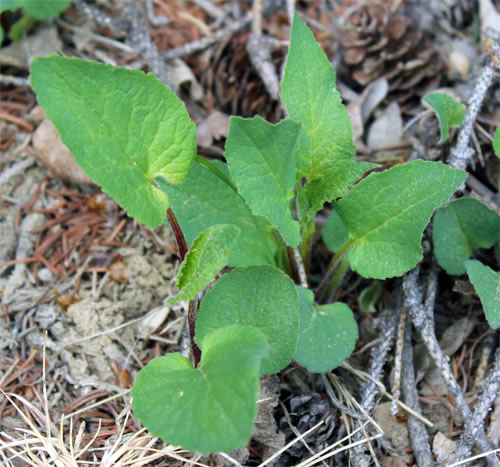 Creeping Bellflower :: City of Edmonton
