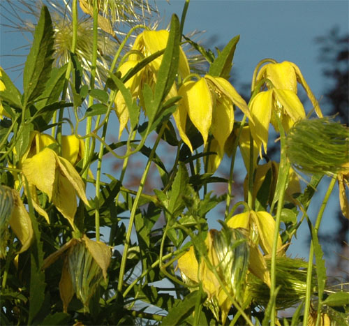 Yellow Clematis :: City of Edmonton
