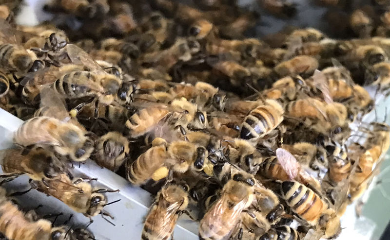 About the John Janzen Nature Centre | City of Edmonton