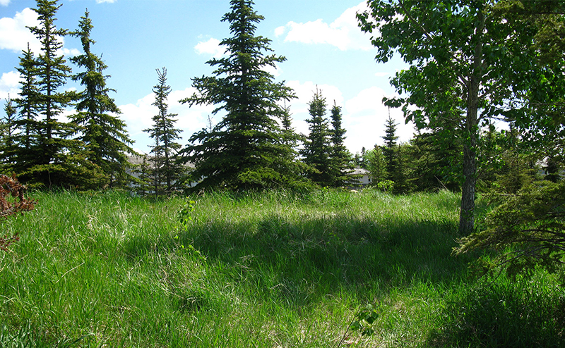 Trees and Urban Forestry | City of Edmonton