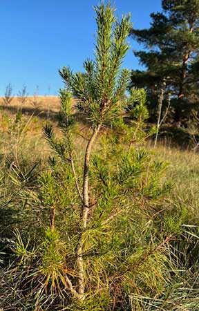 Root for Trees | City of Edmonton