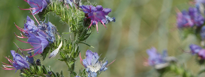 Pest Management | City of Edmonton