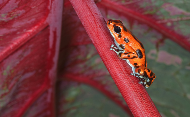 Muttart Conservatory | City of Edmonton