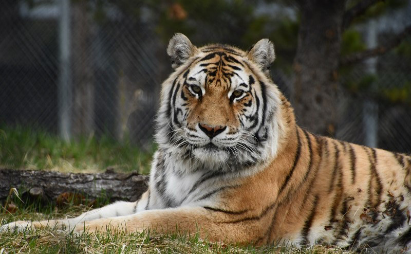 Edmonton Valley Zoo | City of Edmonton