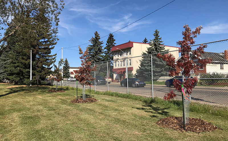 Trees and Urban Forestry | City of Edmonton