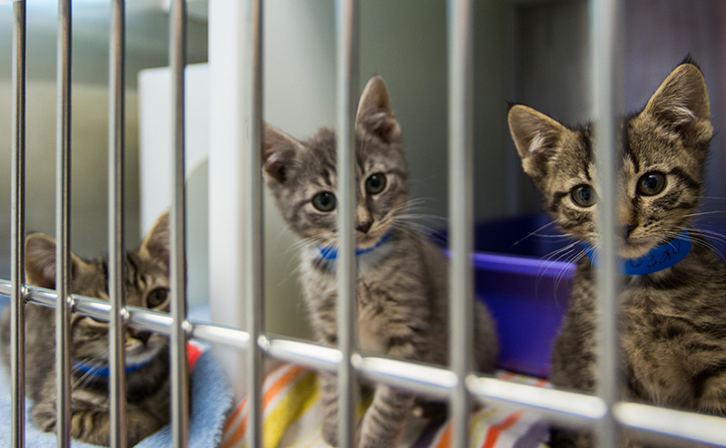 Scheduled Intake | City of Edmonton