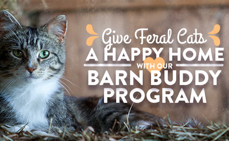Barn Buddy Program | City of Edmonton