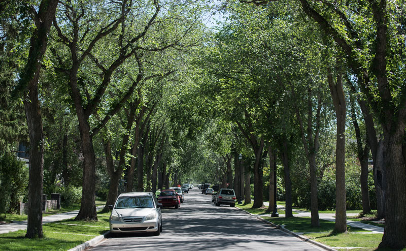 Trees and Urban Forestry | City of Edmonton