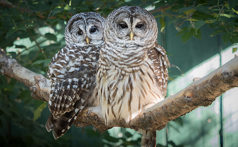Edmonton Valley Zoo | City of Edmonton