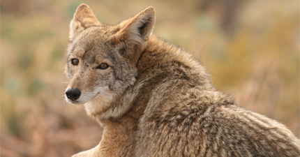 Coyotes | City of Edmonton