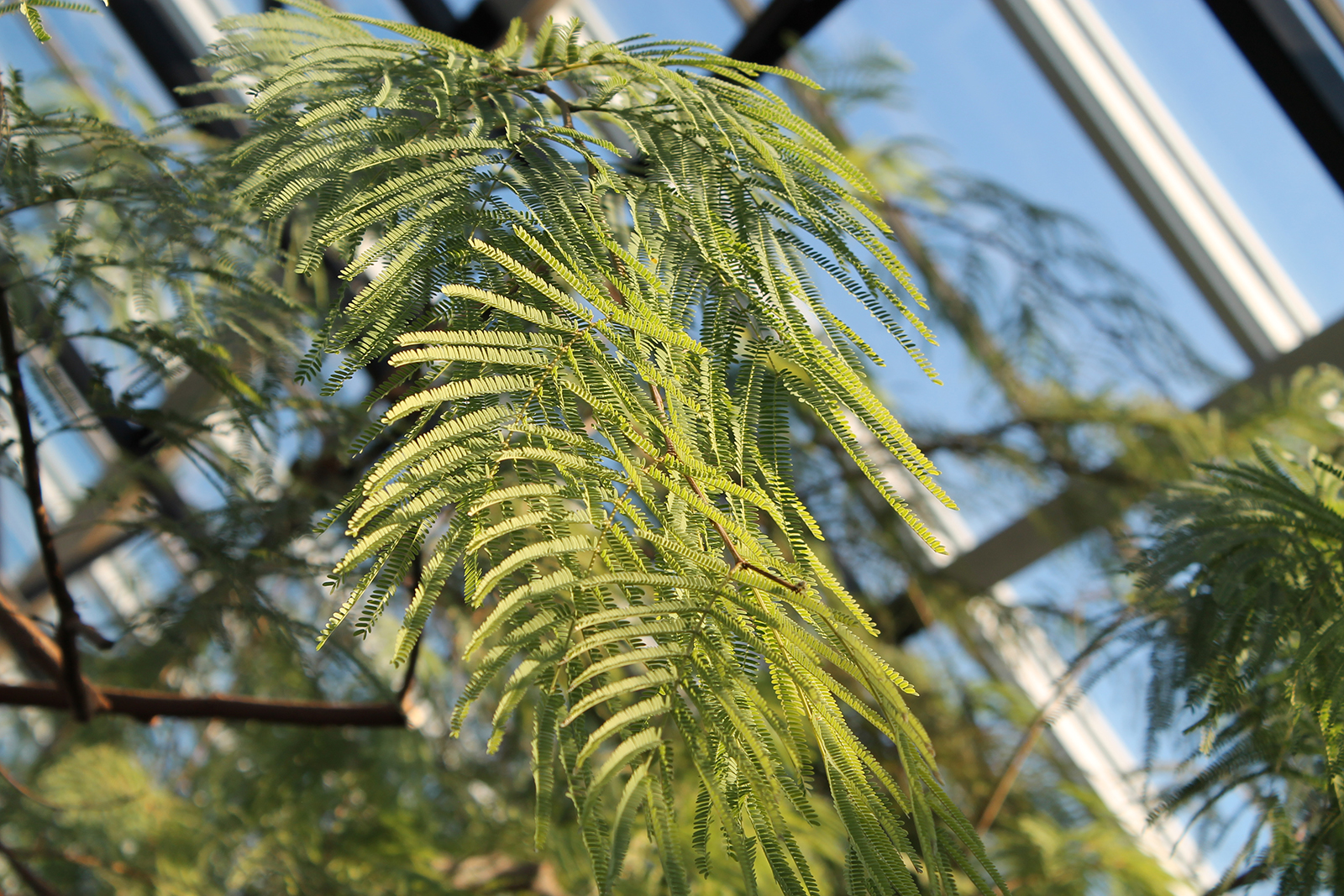 Discover the Pyramids | City of Edmonton