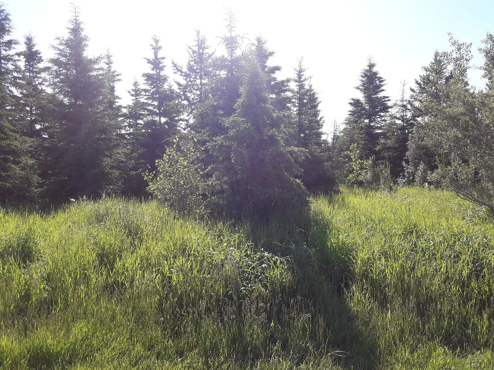 Naturalization Initiatives | City of Edmonton