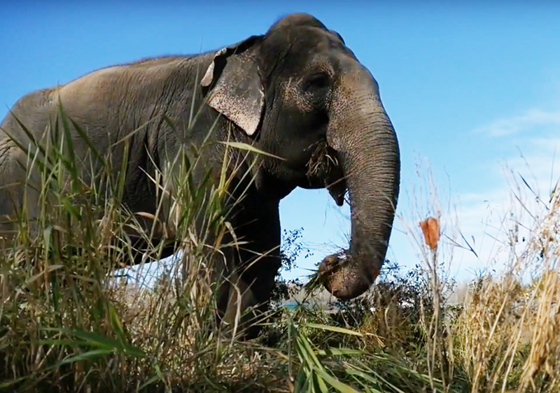 Lucy the Elephant | City of Edmonton
