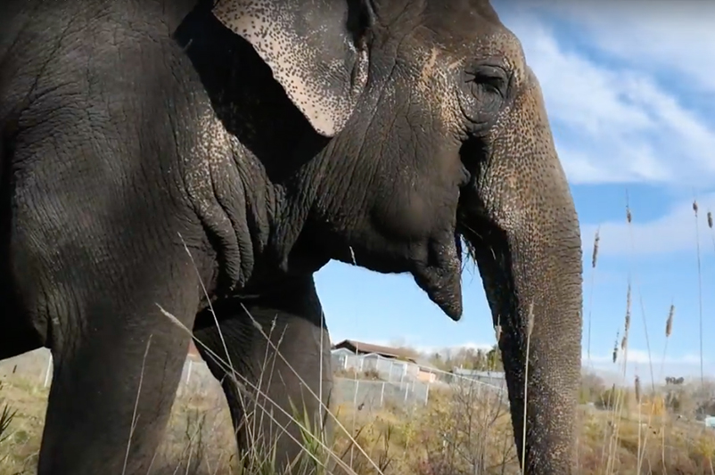 Lucy the Elephant | City of Edmonton