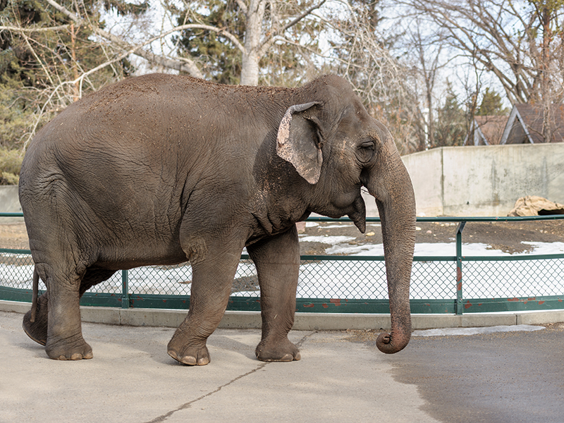 Lucy the Elephant | City of Edmonton