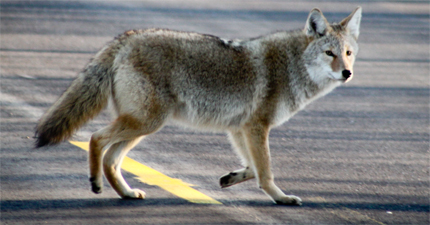 Coyotes | City of Edmonton