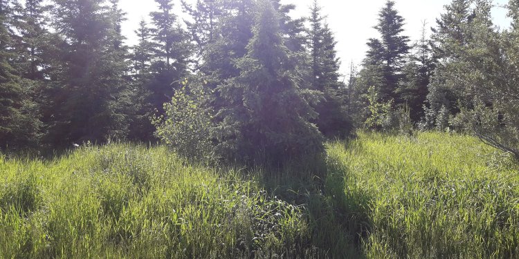 Naturalization: Get Involved | City of Edmonton