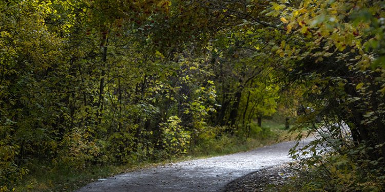 Forest Bathing | City of Edmonton